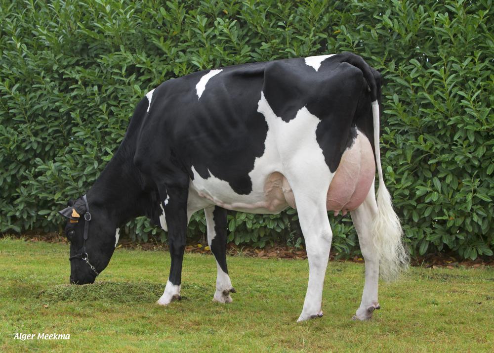 Toro Holstein JEEPSON - El Ganadero