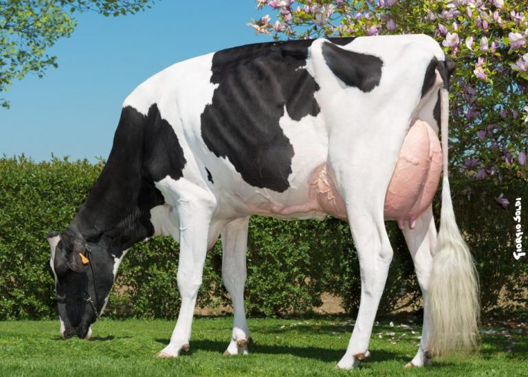 Toro Holstein Lanister - El Ganadero