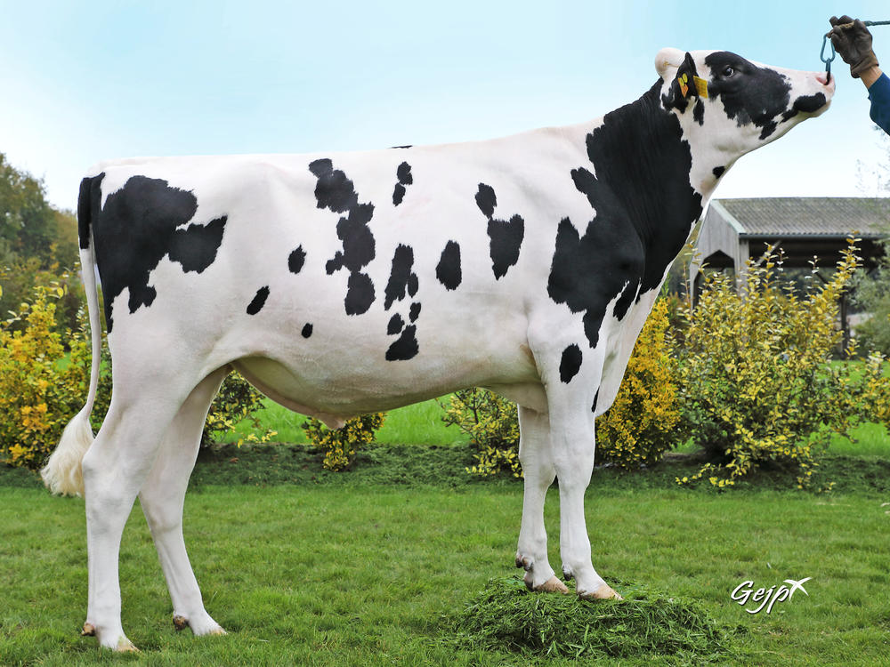 Toro Holstein Lanister - El Ganadero