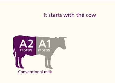¿Qué es la leche A2? - El Ganadero