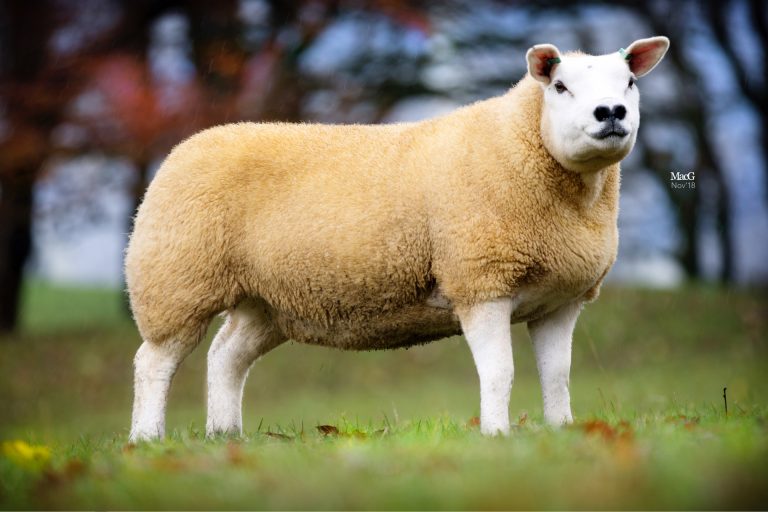 Oveja Texel 37 Alta Imágenes De Ovejas Texel Libres De Derechos