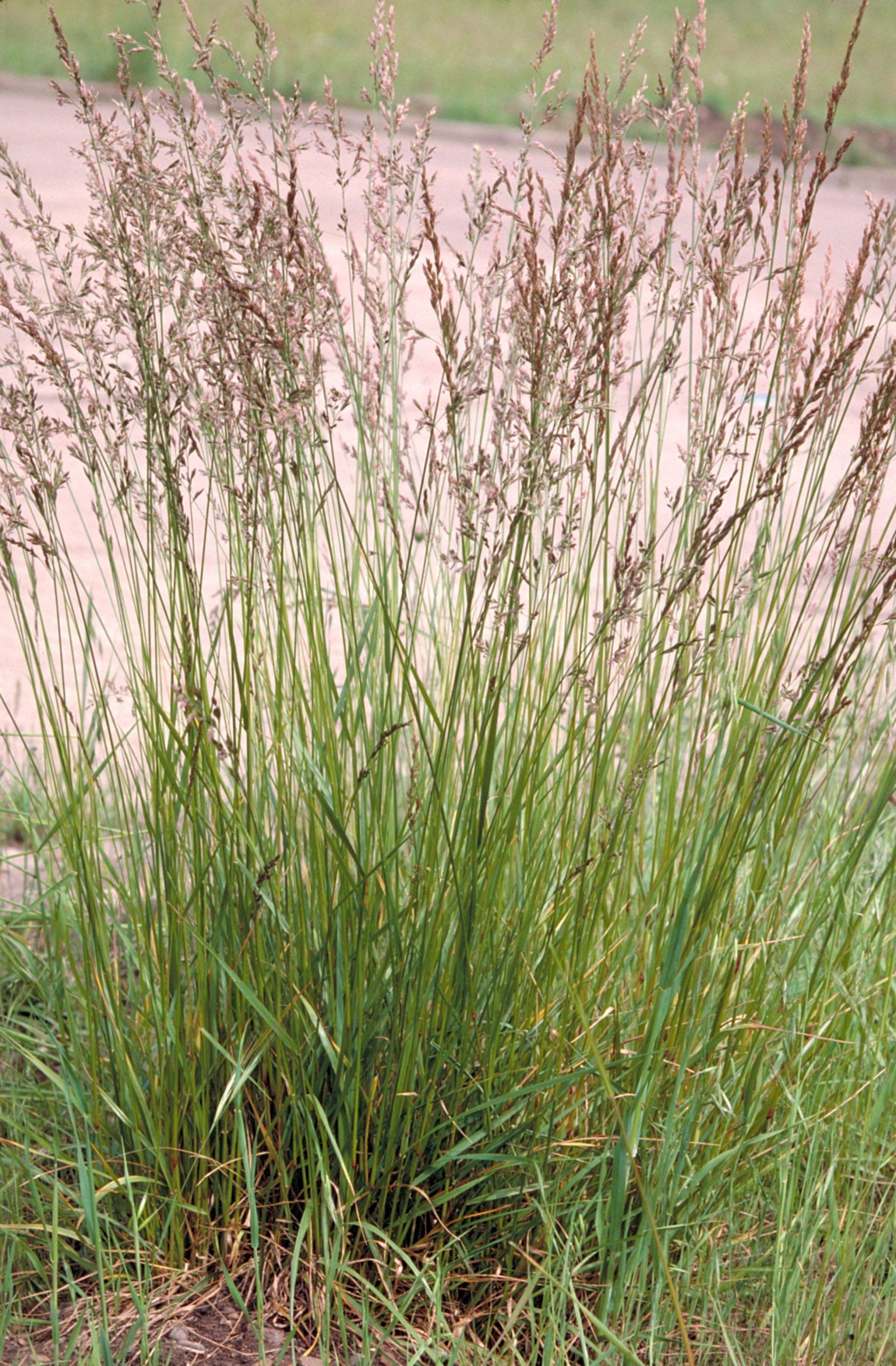 FESTUCA ALTA FAWN - El Ganadero