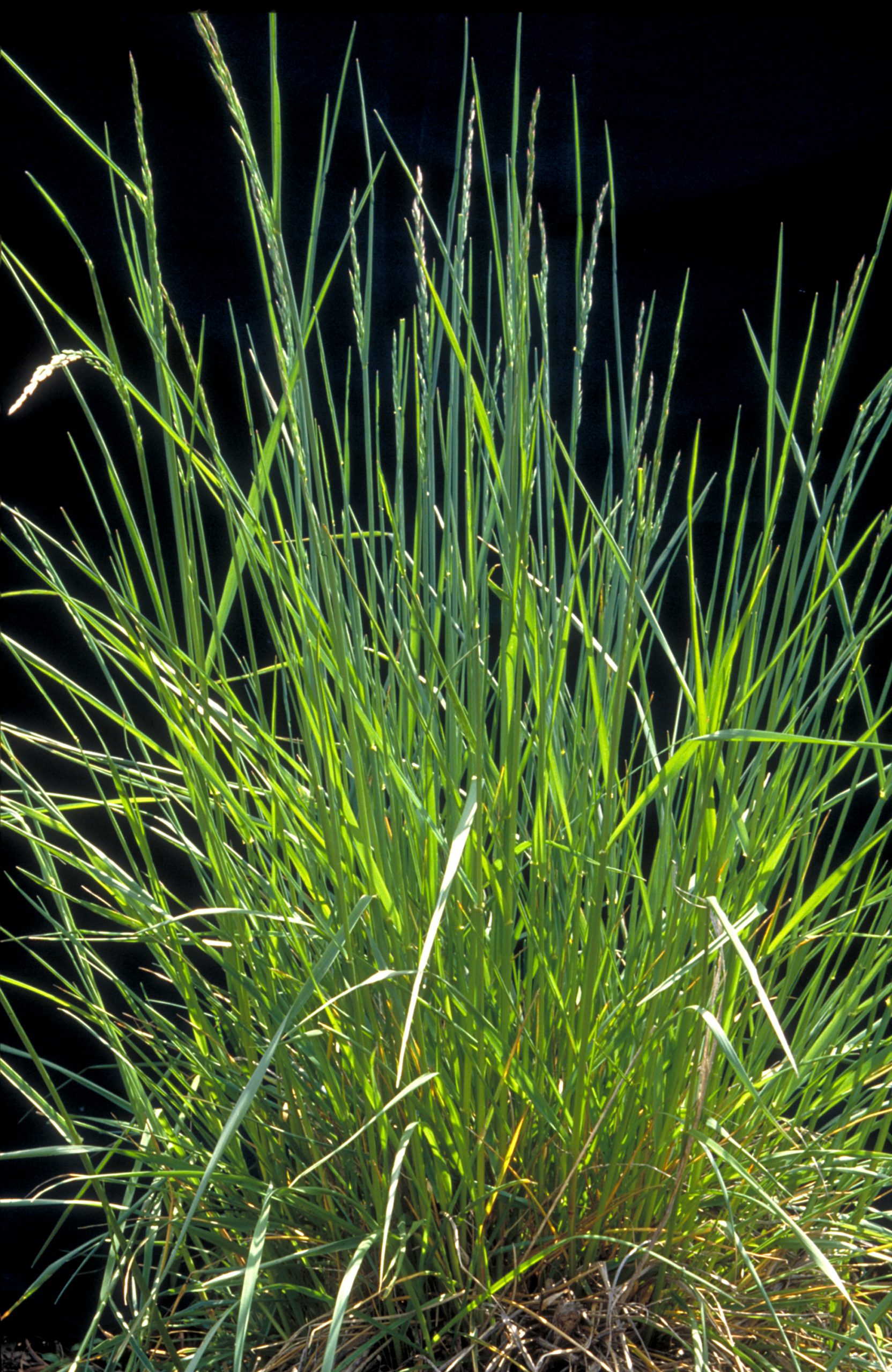FESTUCA ALTA FAWN - El Ganadero